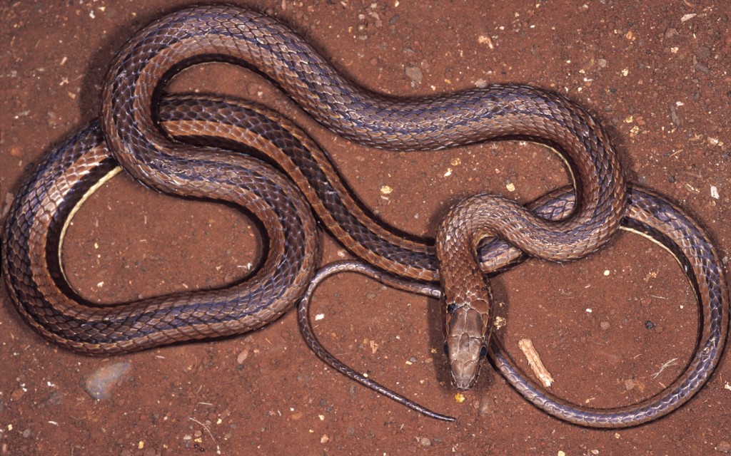 Snakes (serpentes) by NATURE WEB