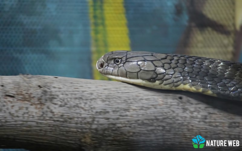 Malayalam Snake Names