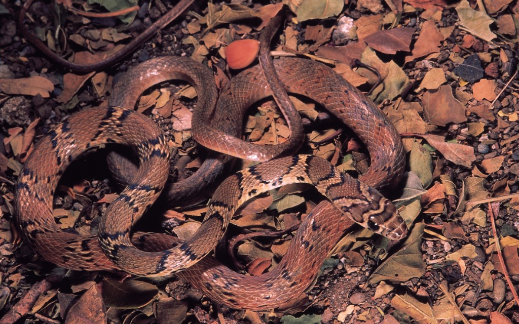 Glossy-bellied Racer