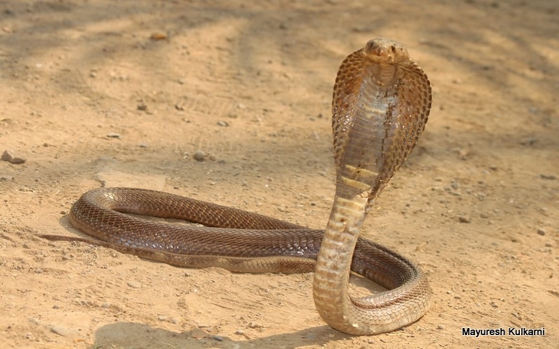 Spectacled Cobra